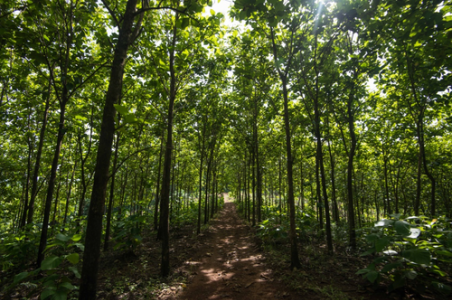 Creating a business model for sustainable native timber in Panama ...